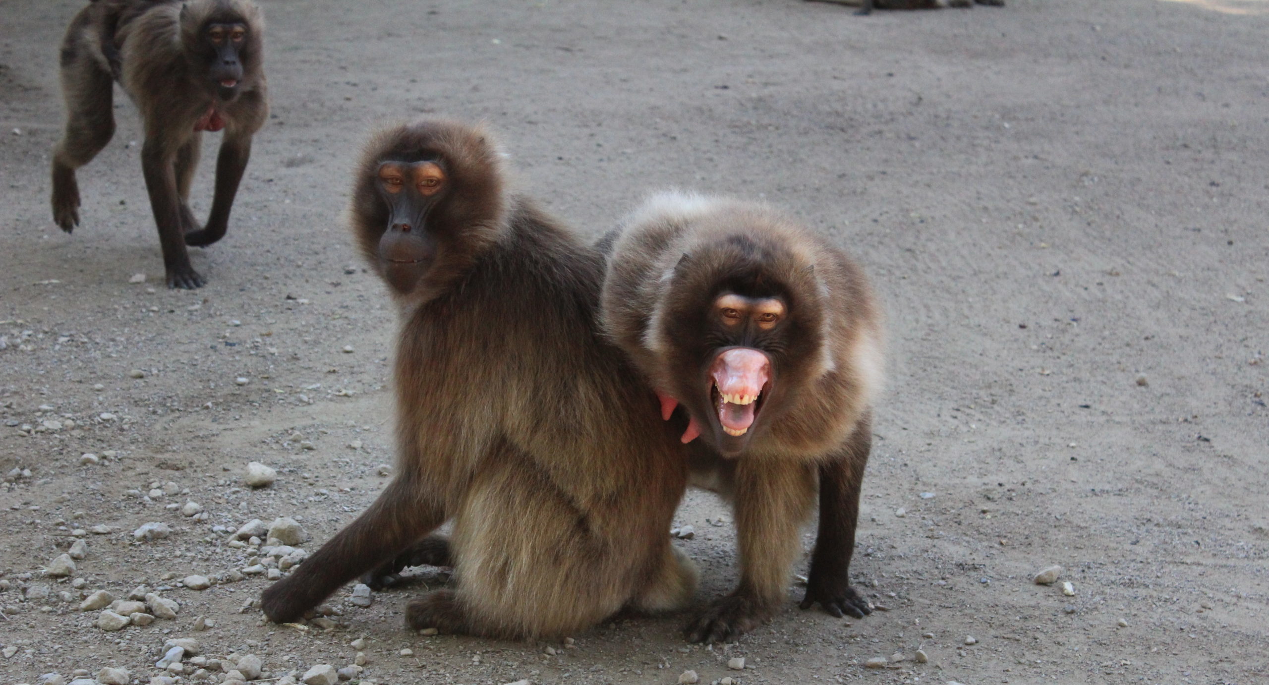Human behavior and the similarities with nonhuman primates » NSCR